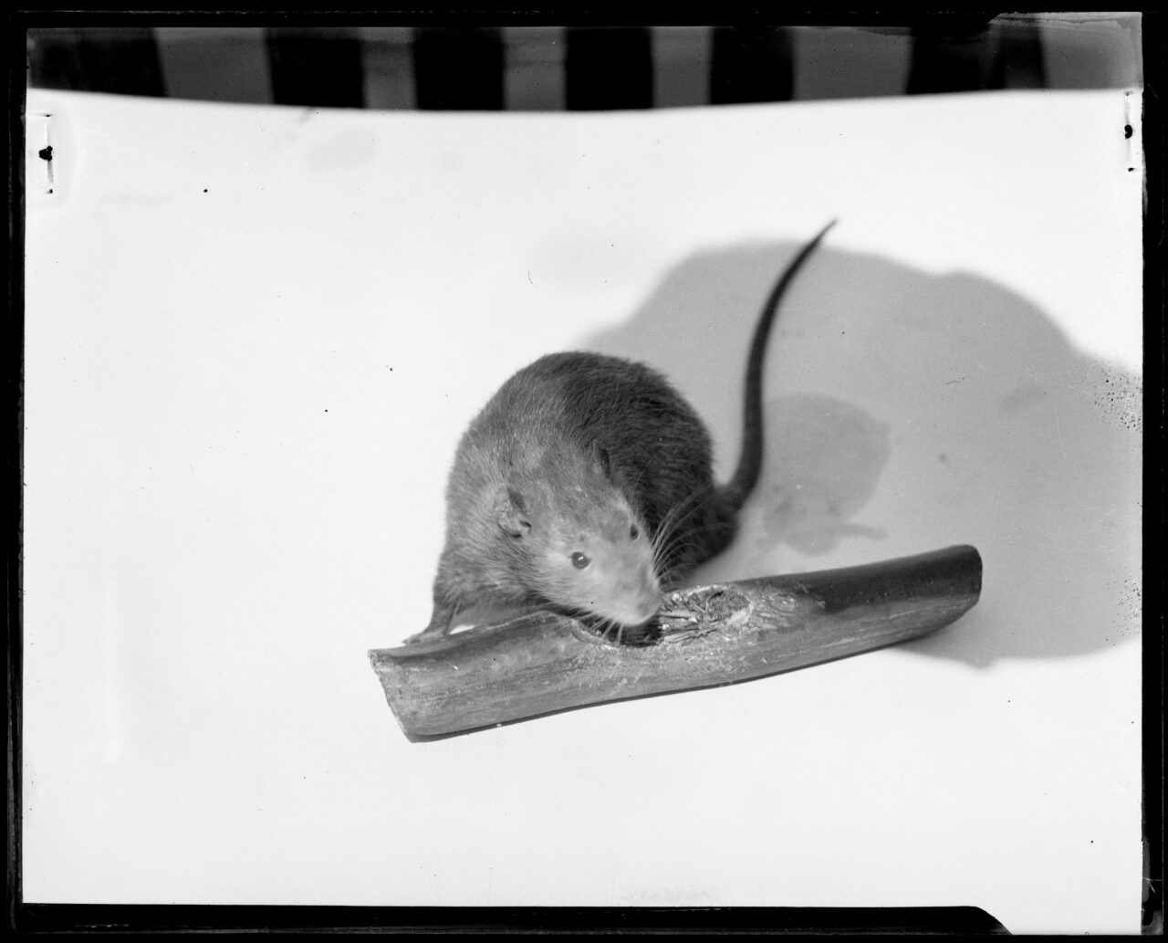 Chicago Rat Hole: Silly, Sacrilege, or Sacred? - Chicago History Museum