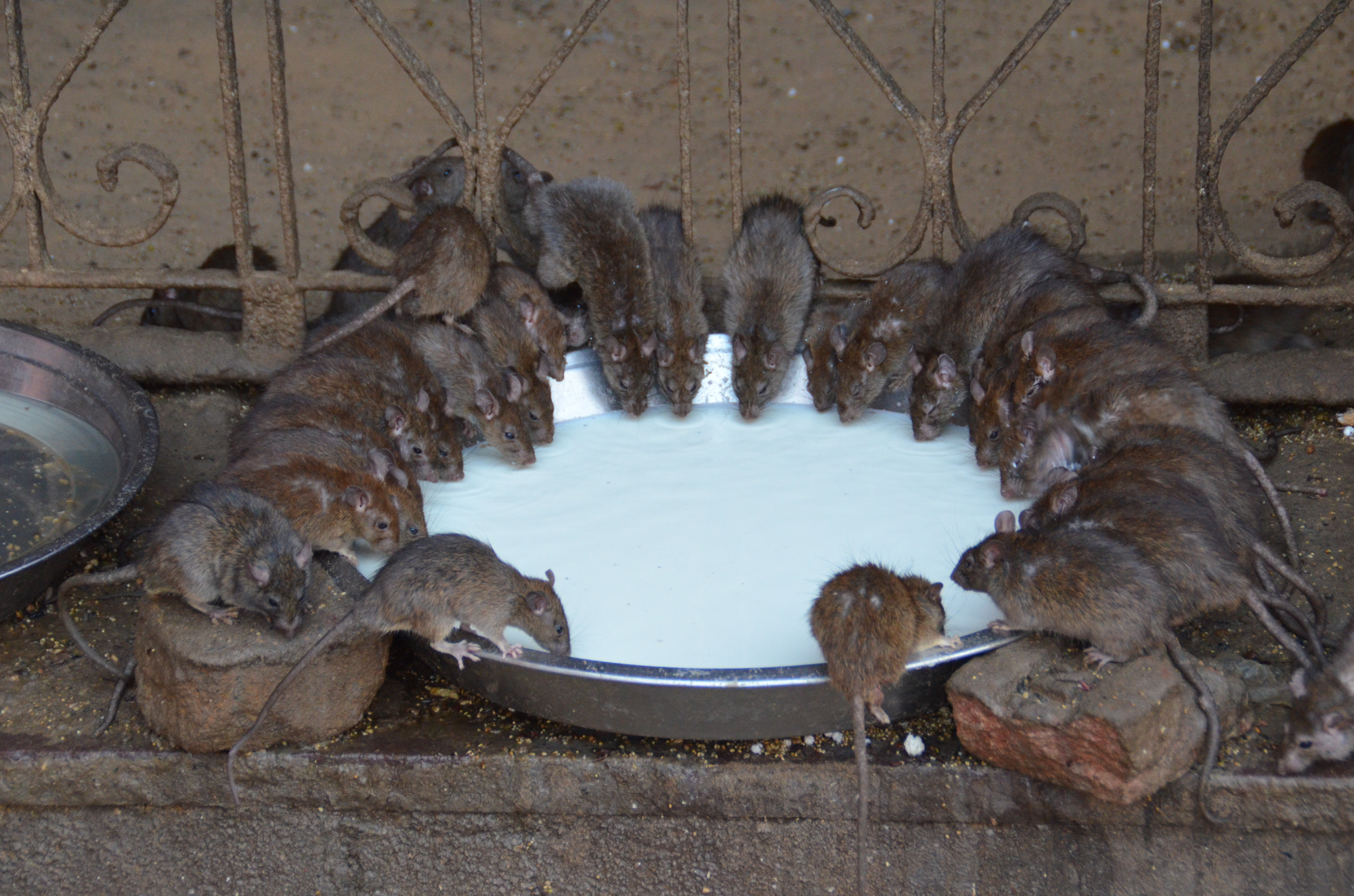 Chicago Rat Hole: Silly, Sacrilege, or Sacred? - Chicago History Museum