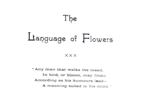 Speaking the Language of Flowers (With a Chicago Accent) - Chicago ...