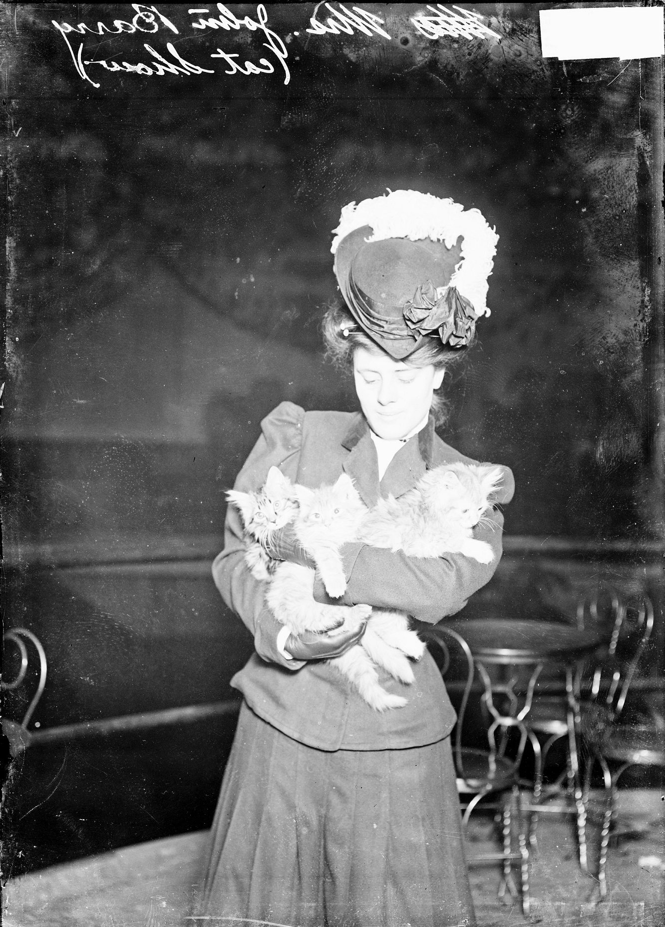 Not Just Cat Ladies: The Beresford Cat Club of America - Chicago ...